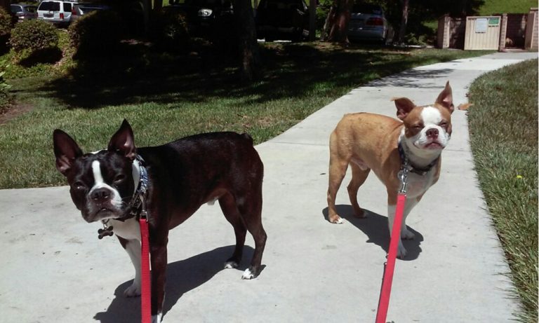 Dog Walking – Pawsitively Great Petsitting